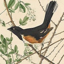 CHEWINK ASR 3 - NavalCoverMuseum